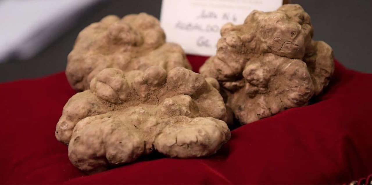 Truffle Oil - Bruno Albouze recipes