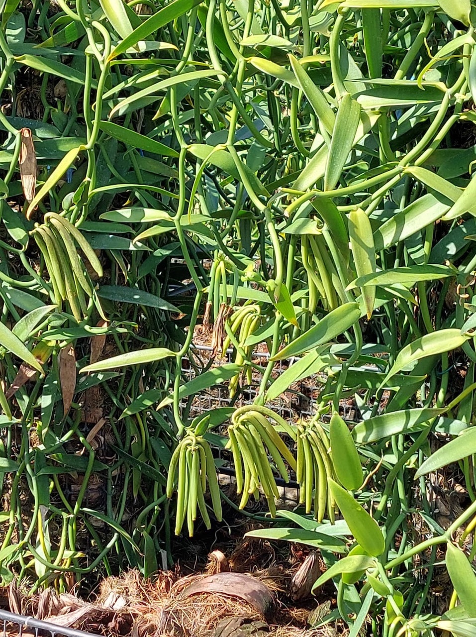 Vanilla, a precious and misunderstood spice - Bruno Albouze recipes